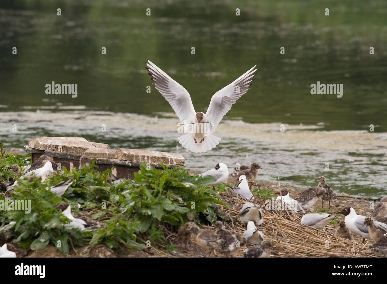 Black-headed Gull landing at breeding colony with nesting material ...