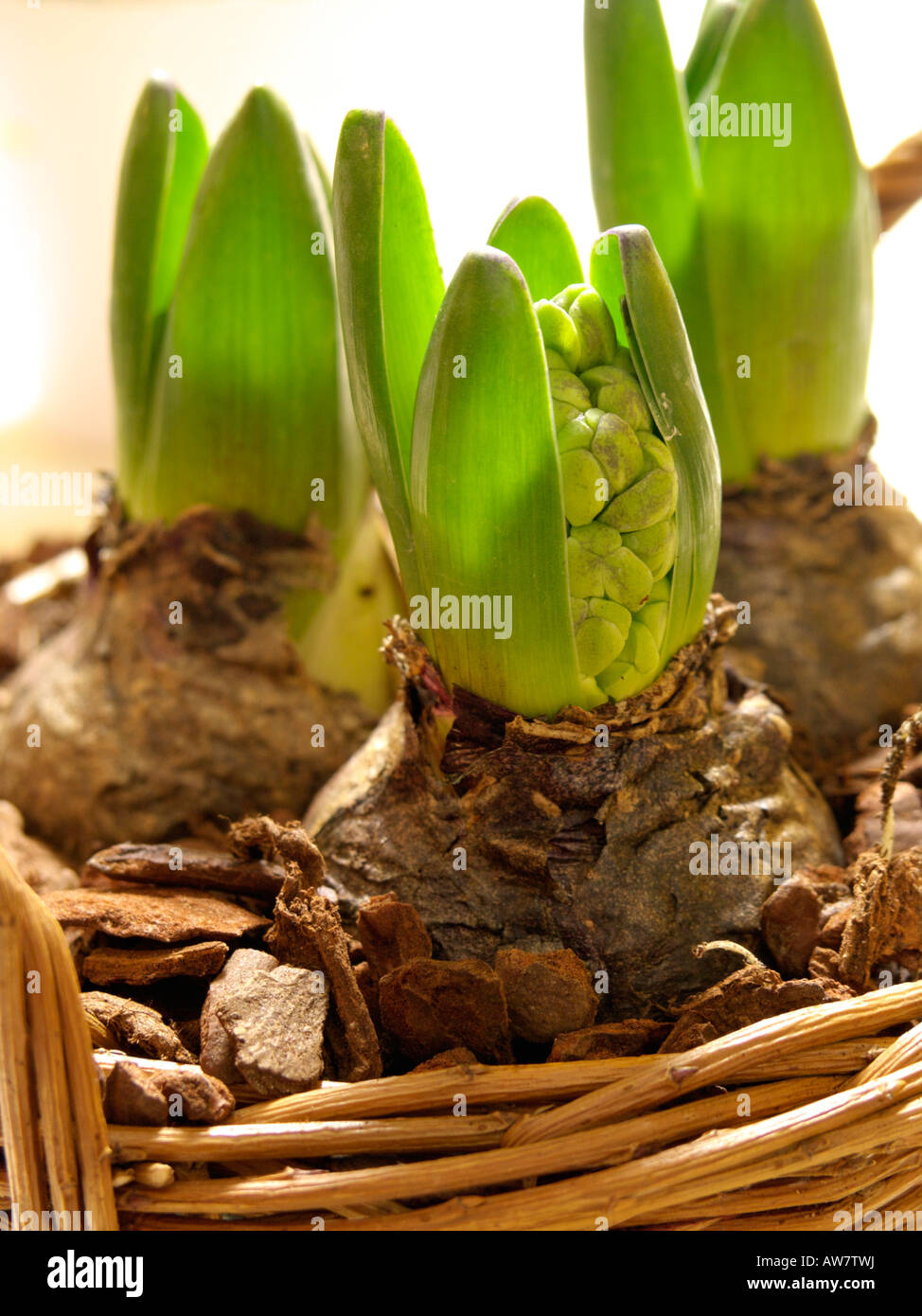 Hyacinth buds hi-res stock photography and images - Alamy