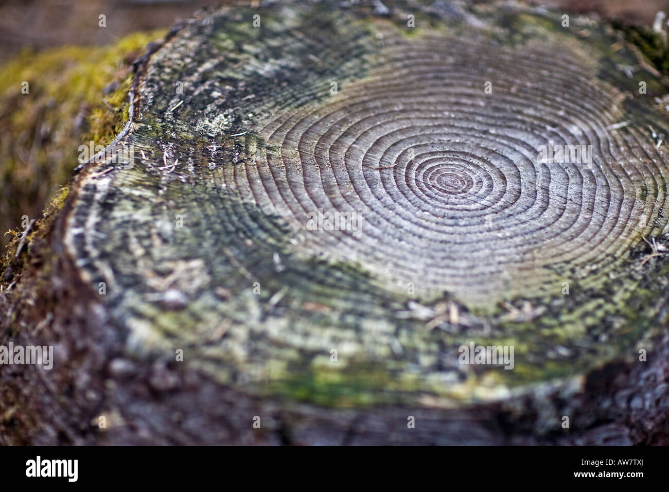 Tree rings hi-res stock photography and images - Alamy