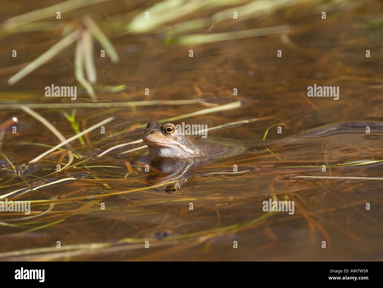 Mini wildlife pond hi-res stock photography and images - Alamy