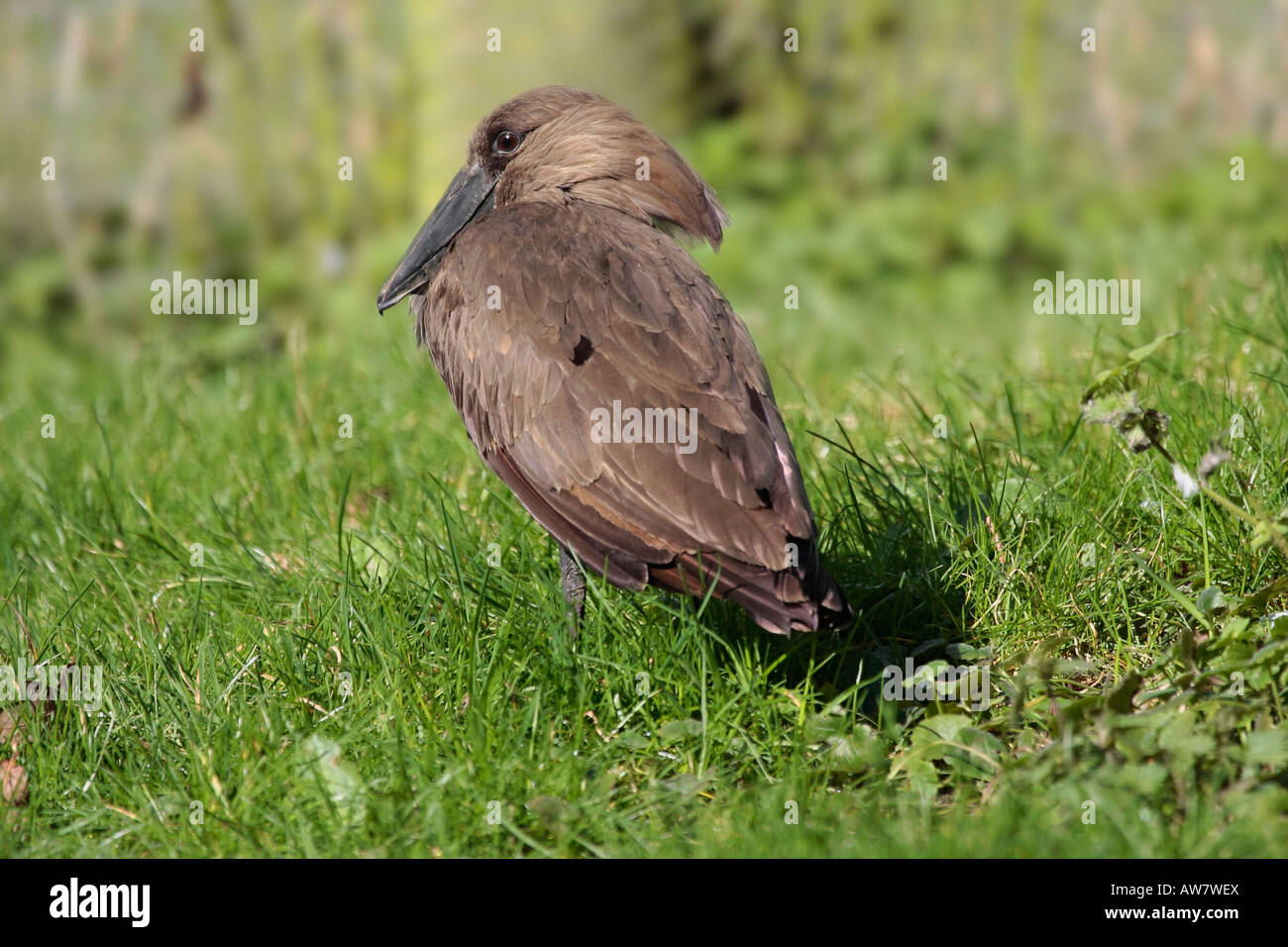 Hamerkop hammerhead scopus umbretta bird hi-res stock photography and ...