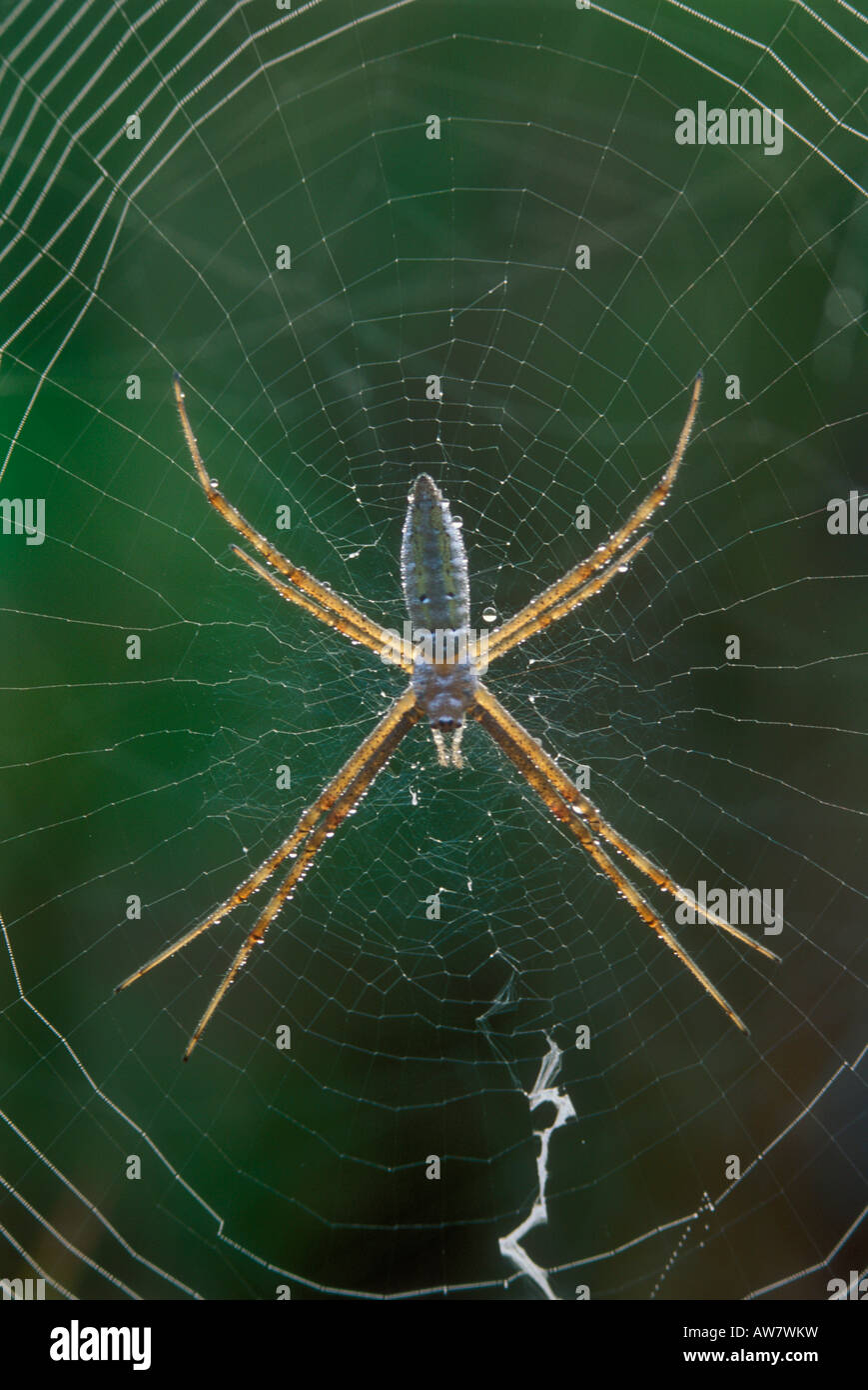 Orb-weaver spider in web Stock Photo - Alamy