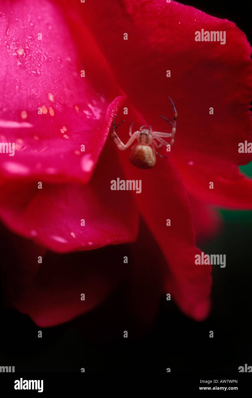 Flower Spider (Misumenops asperatus) on red rose Stock Photo - Alamy