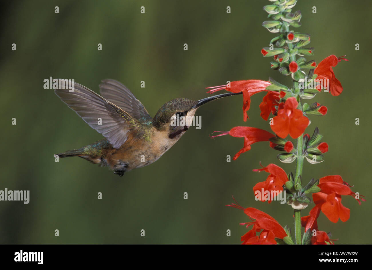 Lucifer Hummingbird immature, Calothorax lucifer, feeding at Salvia ...