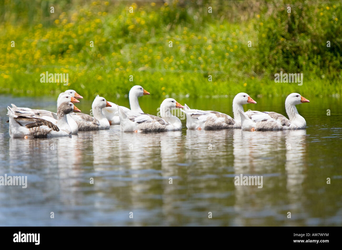 Free range domestic geese on a farm pond Stock Photo - Alamy