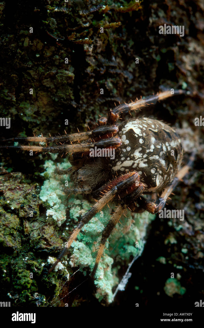 spider on tree trunk,with lichens and moss Stock Photo - Alamy