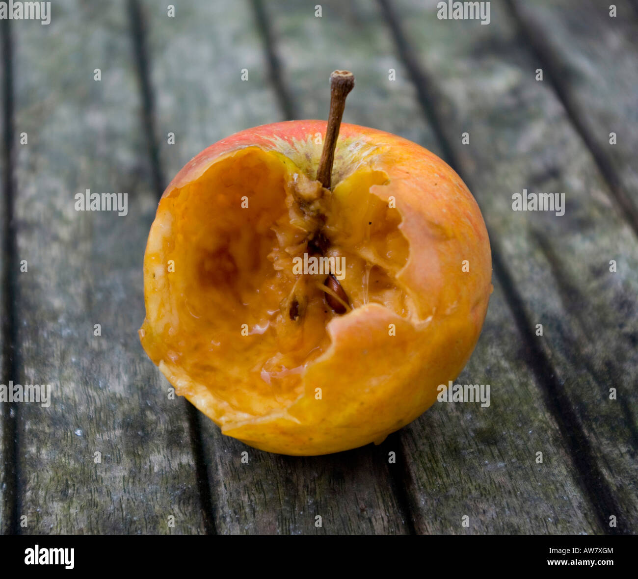 Get eaten by birds hi-res stock photography and images - Alamy