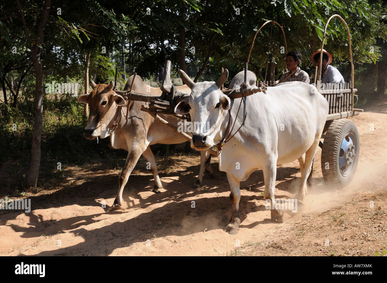 Cow cart road hi-res stock photography and images - Alamy