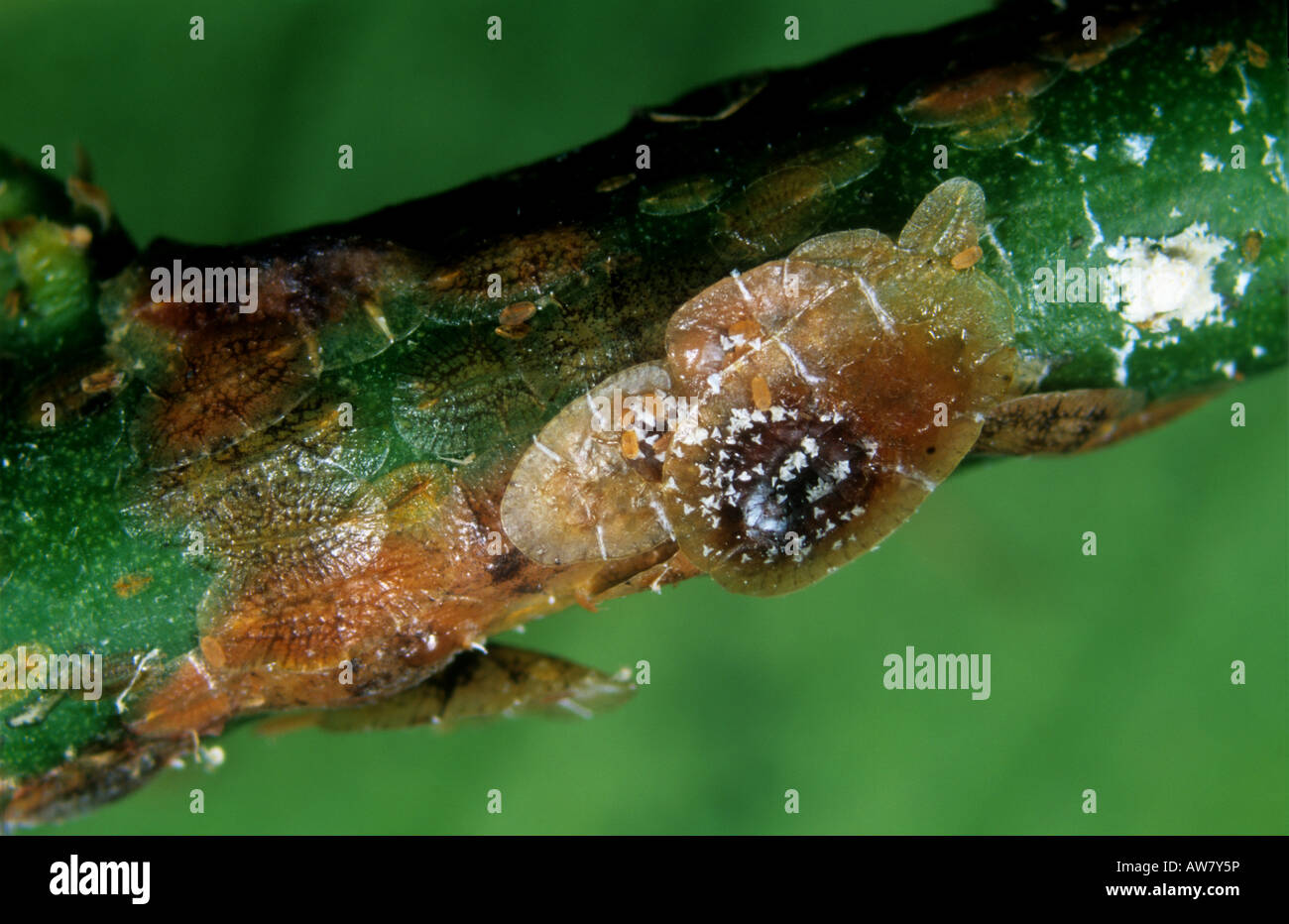 Soft scale insects hi-res stock photography and images - Alamy