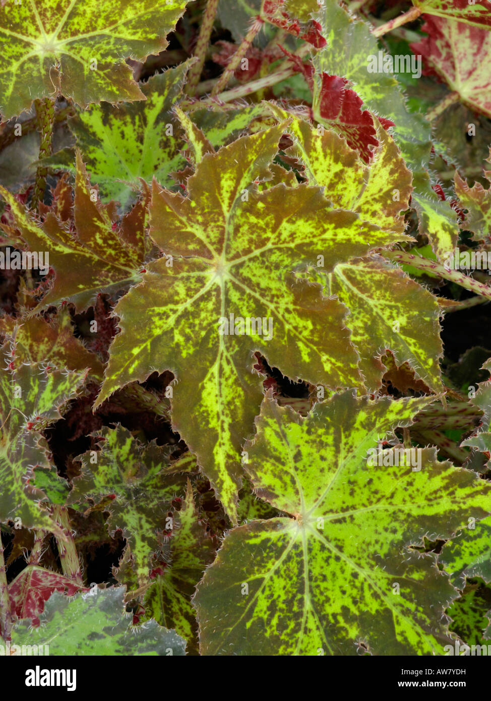 Begonia begonia subacida hi-res stock photography and images - Alamy