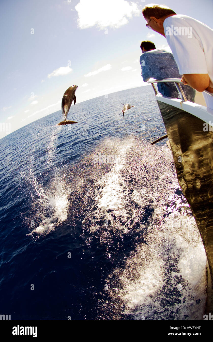 Dolphins leaping out of water at bow of Scuba diving boat near San ...