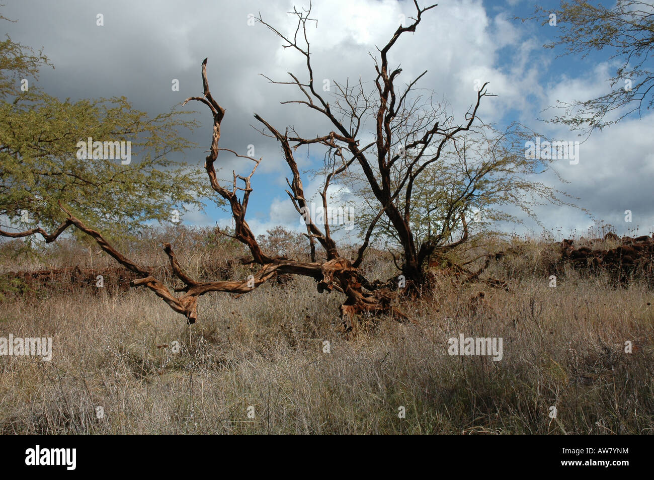 Tree limb natures art Stock Photo - Alamy