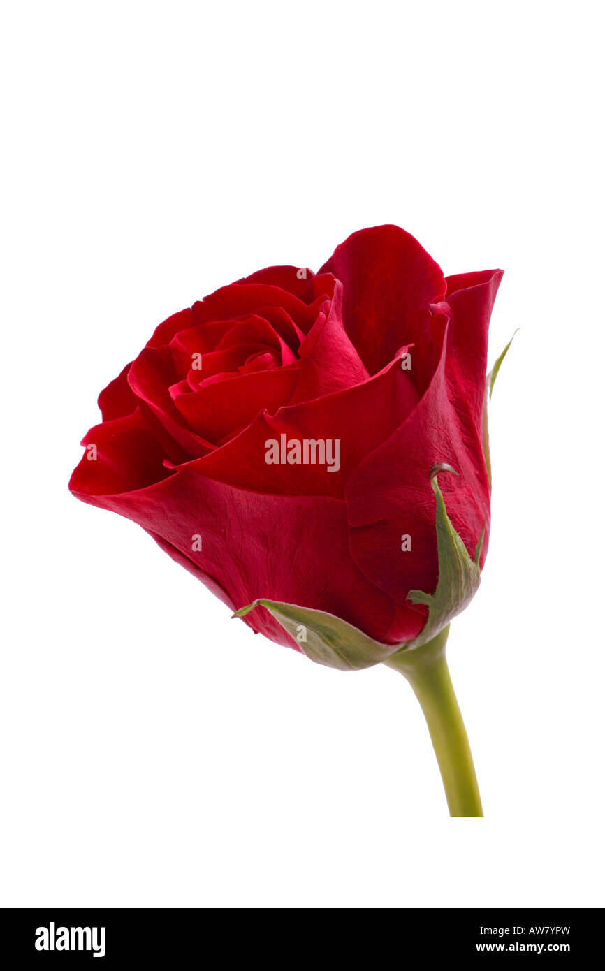 Simple rose Cut Out Stock Images & Pictures - Alamy