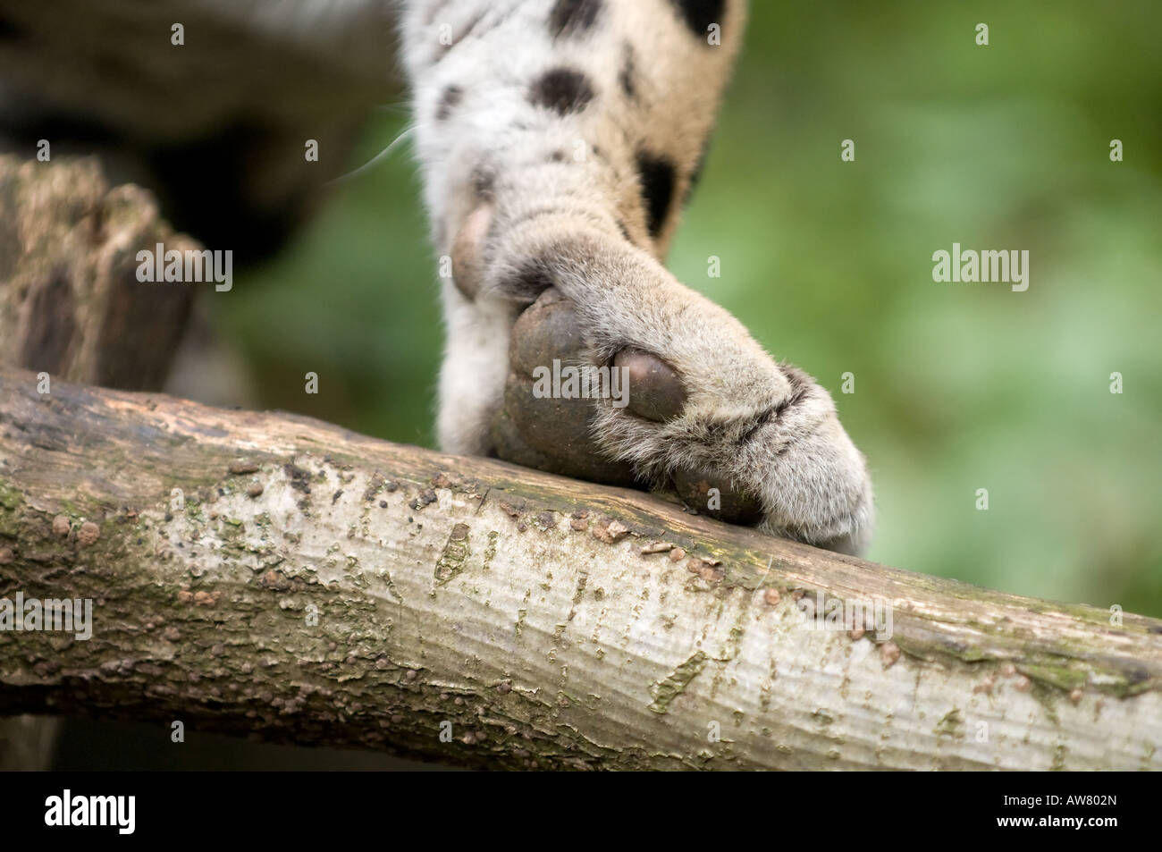 Snow Leopard Paw Print