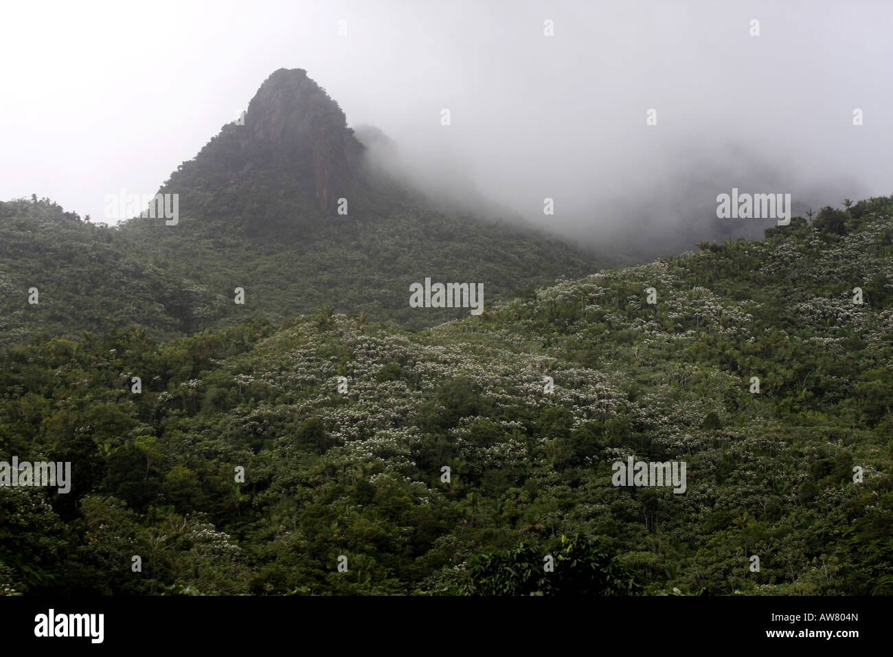 El Yunque rain forest puerto rico cloud Stock Photo - Alamy