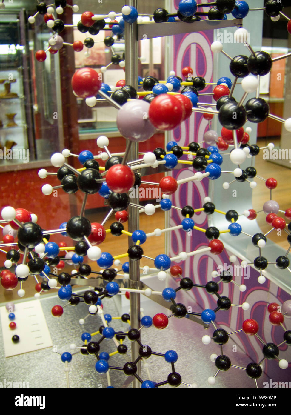 DNA molecule model on display at the Science Museum, London Stock Photo ...