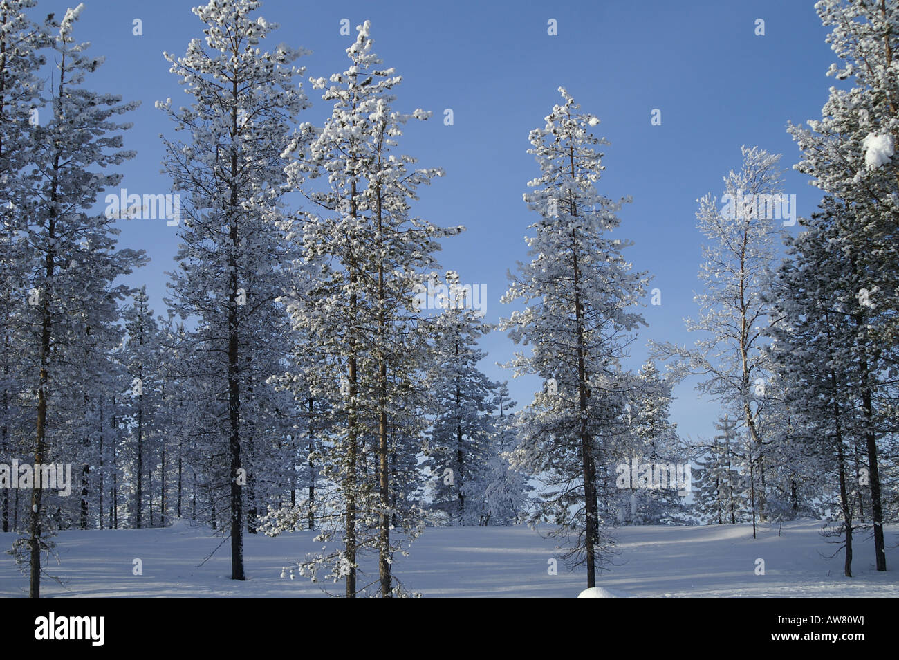 Winter evergreens above the arctic circle hi-res stock photography and ...