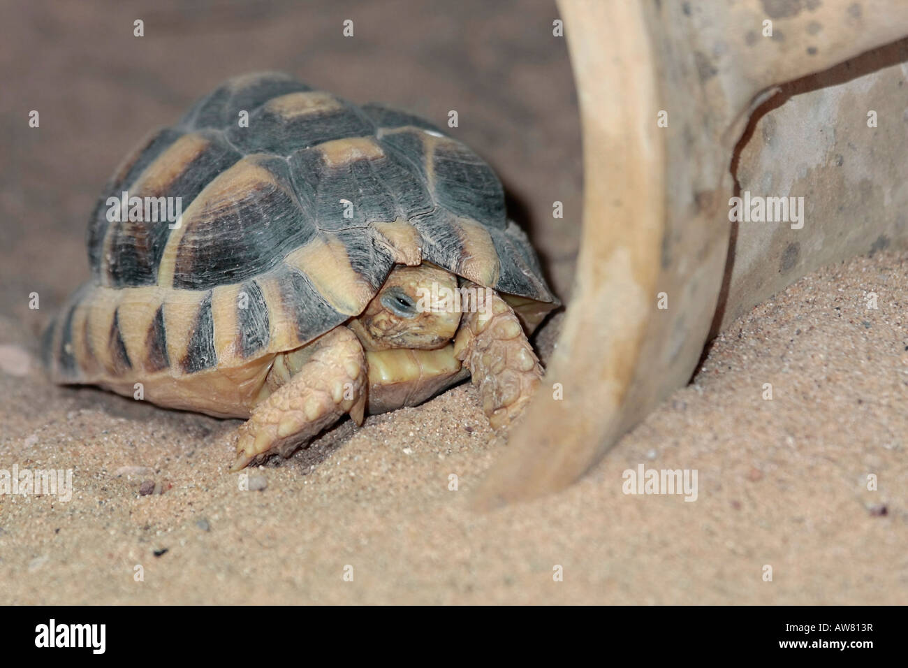 Kleinmann's Tortoise Testudo kleinmanni Stock Photo - Alamy