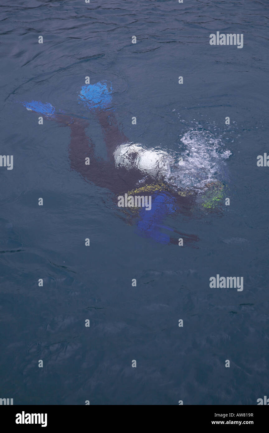 scuba diver with blue flippers underwater with exhaled air bubbles ...