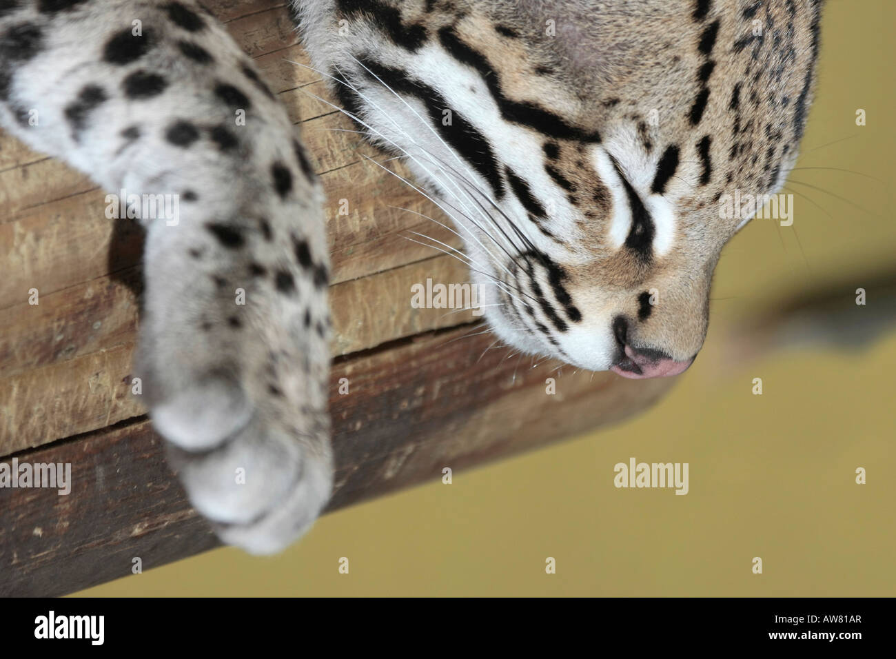 Leopardus pardalis sleeping hi-res stock photography and images - Alamy