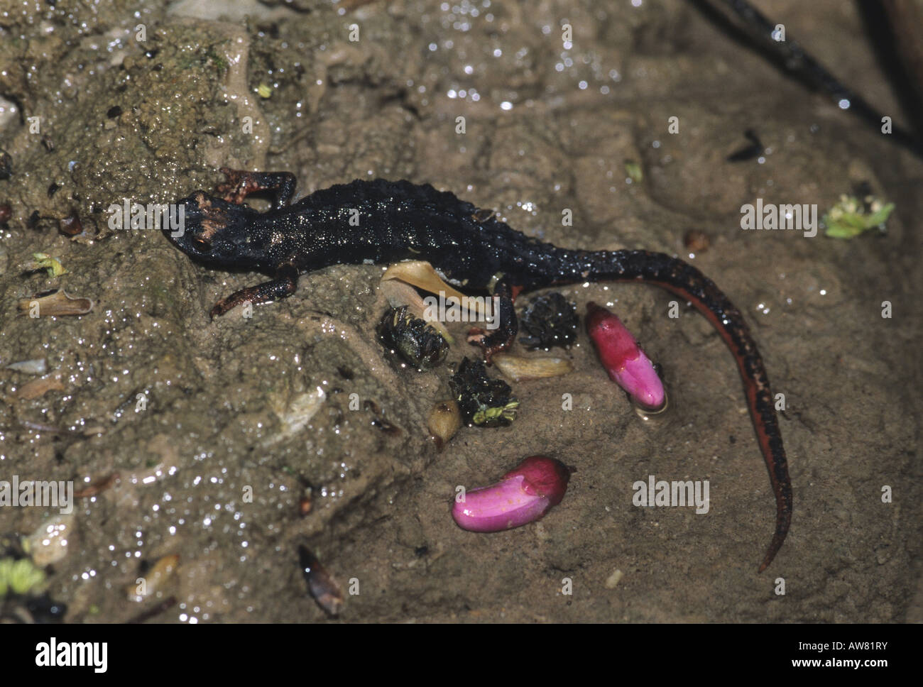 Spectacled Salamander (Salamandrina terdigitata), central Italy Stock ...