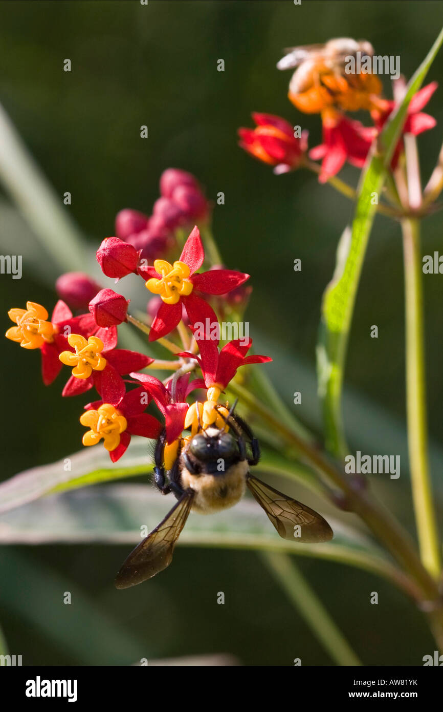 Insect nectar flower hi-res stock photography and images - Alamy