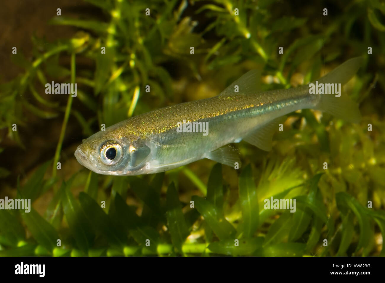 Sunbleak, Leucaspius delineatus Stock Photo - Alamy