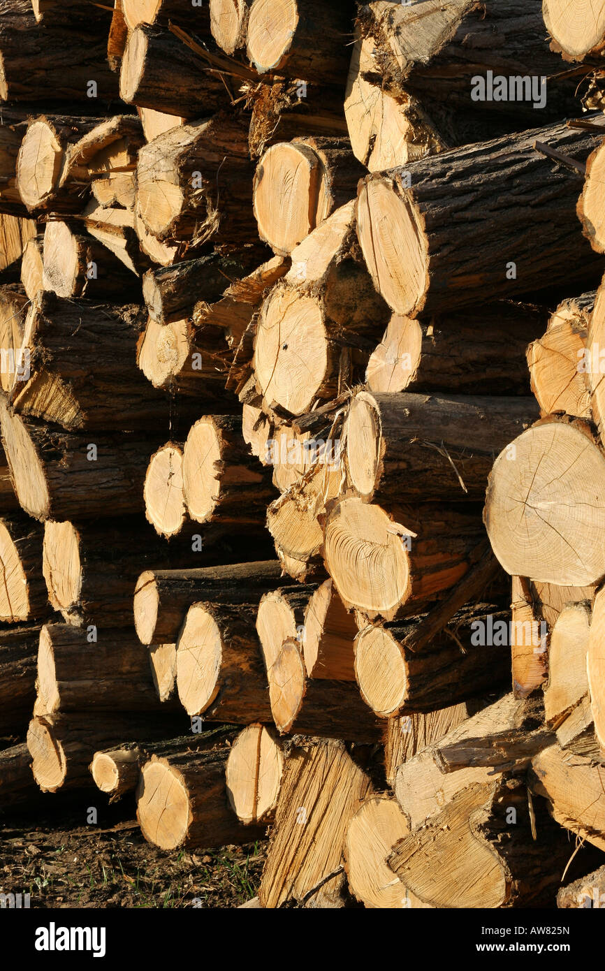 Trunks of wood hi-res stock photography and images - Alamy