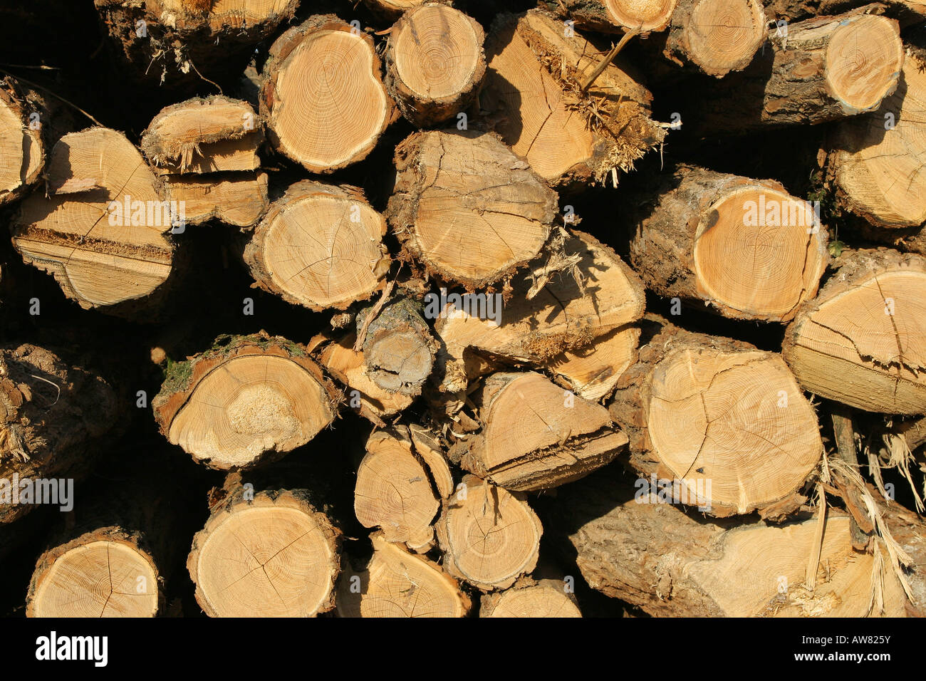 Wood barks hi-res stock photography and images - Alamy