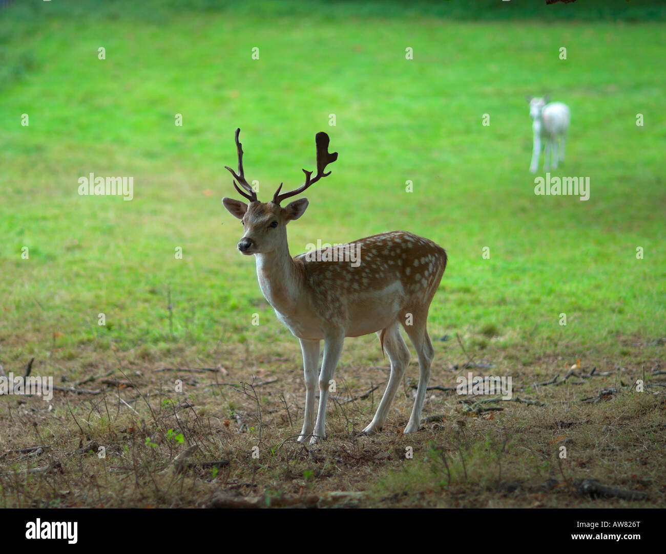 young deer in parkland Stock Photo - Alamy