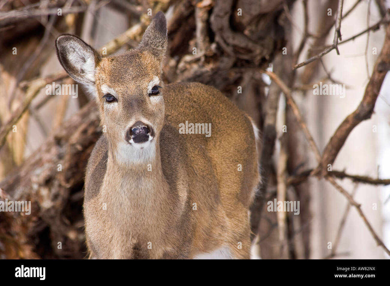 Roe deer fawn woods hi-res stock photography and images - Alamy