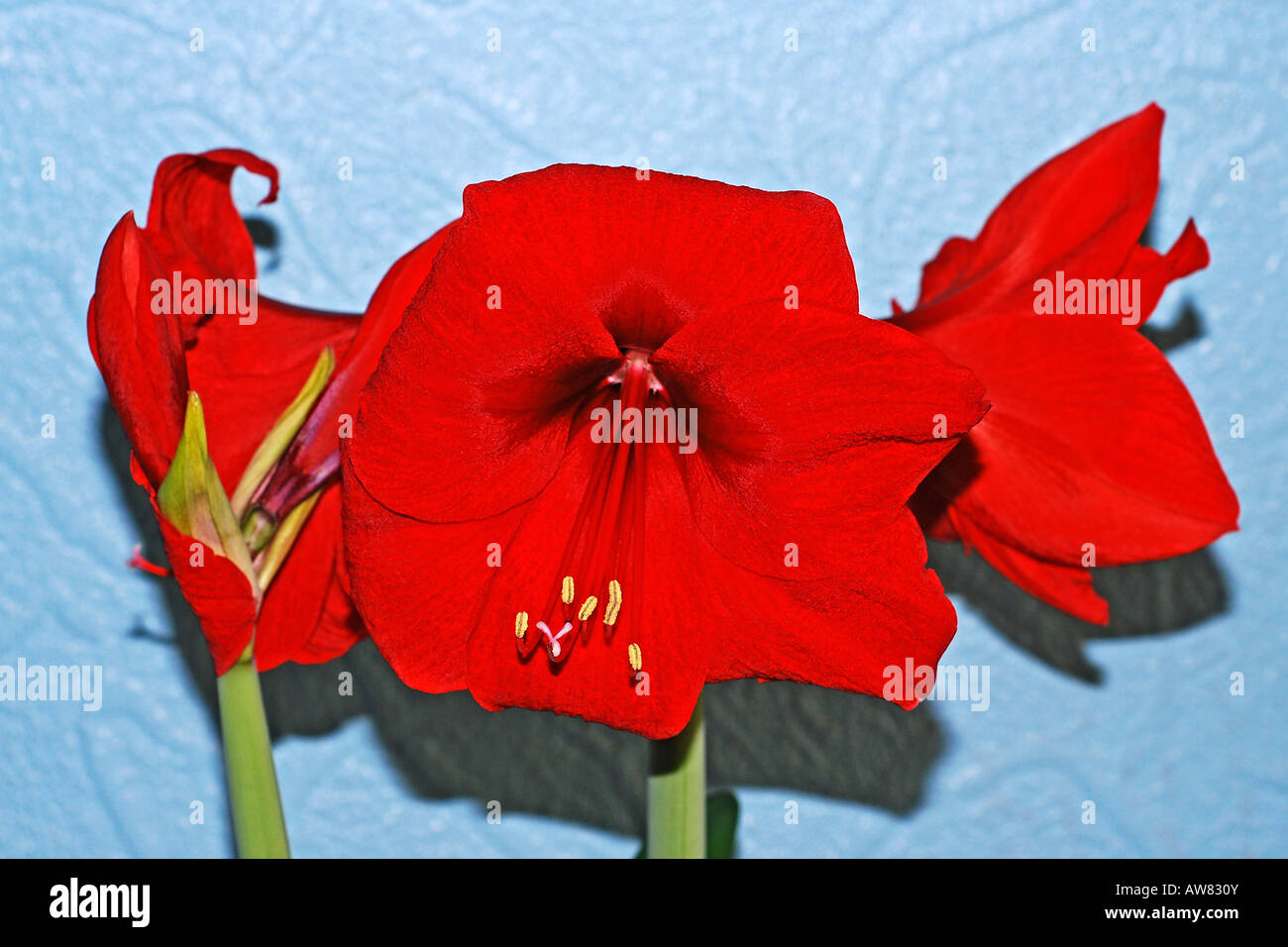 Amaryllis red lion hi-res stock photography and images - Alamy