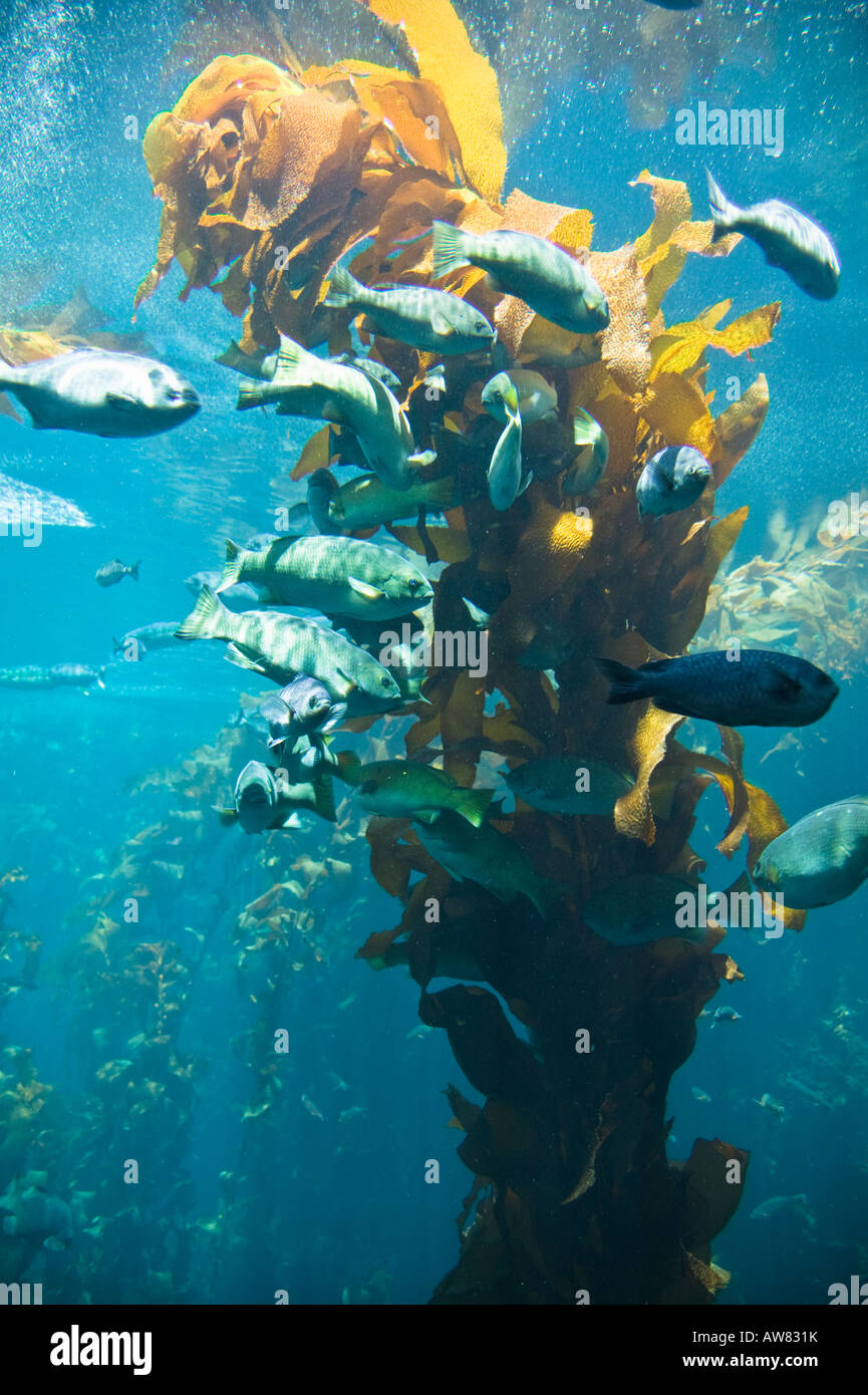 Fish exhibit Monterey Bay Aquarium, California, USA Stock Photo - Alamy