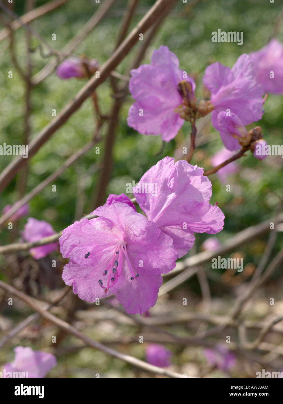 Snow azalea hi-res stock photography and images - Alamy