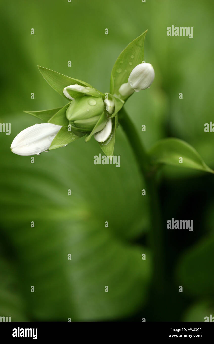 Single Hosta Flower Sieboldiana Elegans white and floral buds bud ...