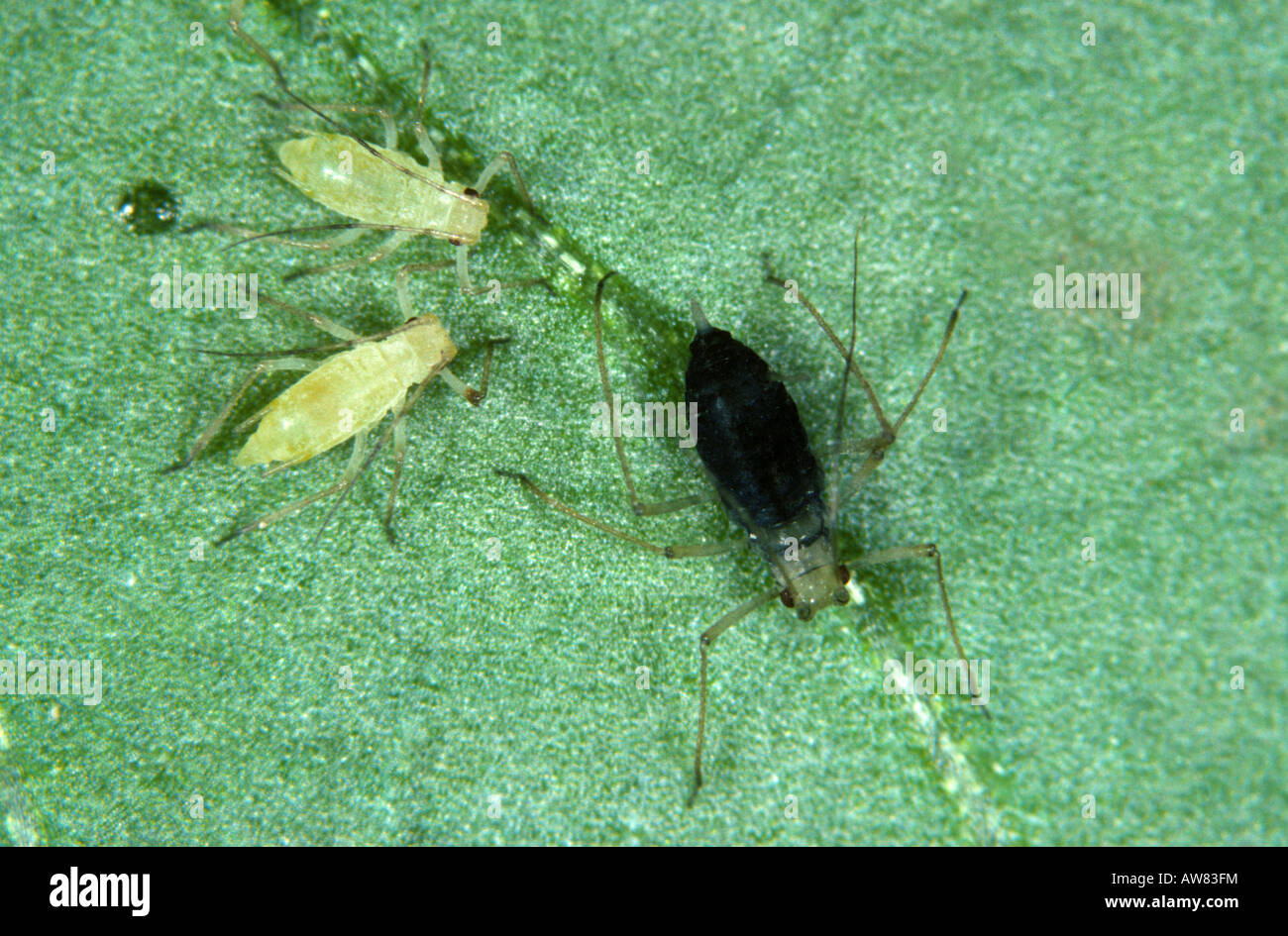 Potato aphids parasitised by parasitoid wasp Aphelinus spp with healthy ...
