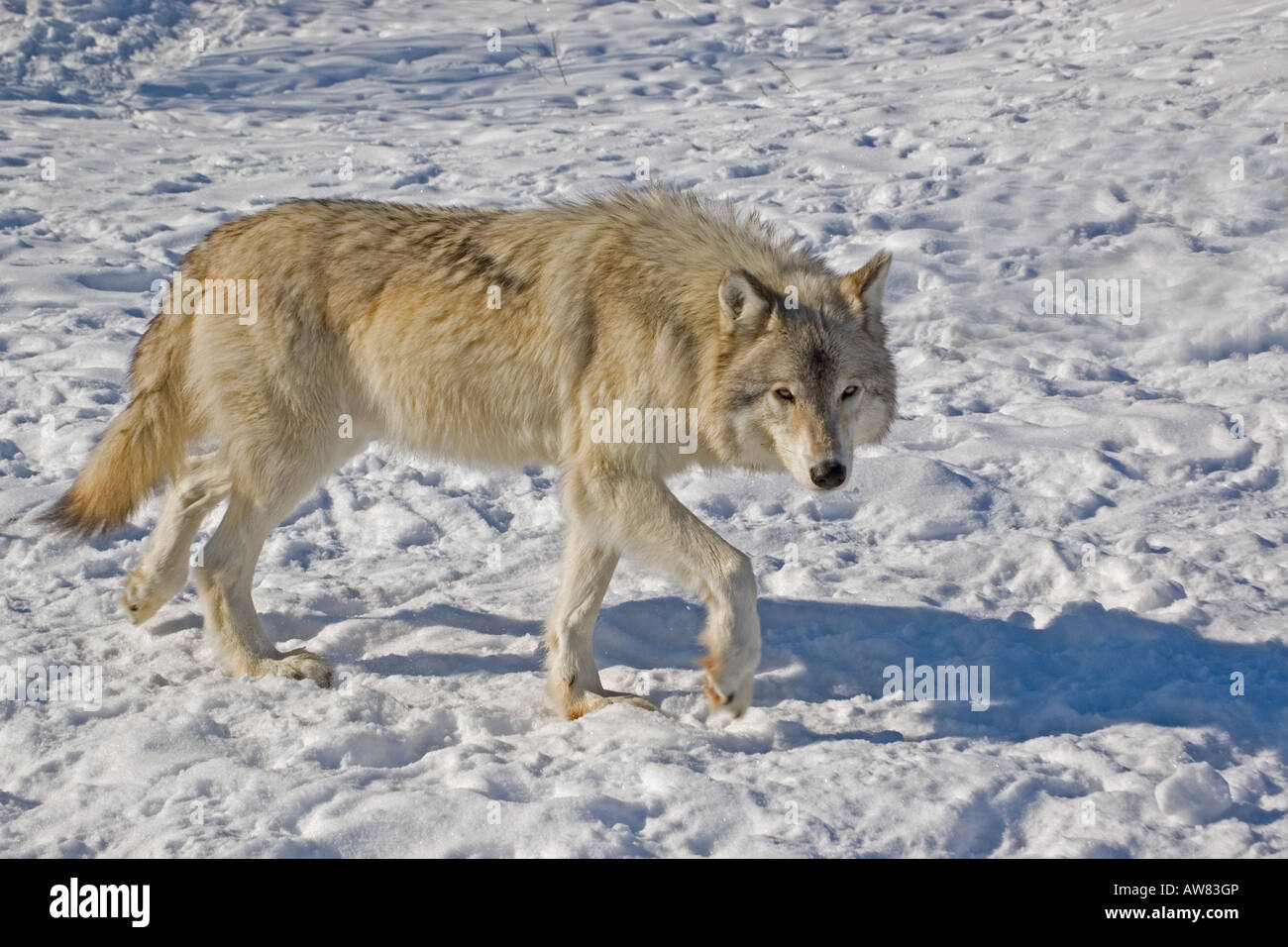 A Timber Wolf Stock Photo - Alamy