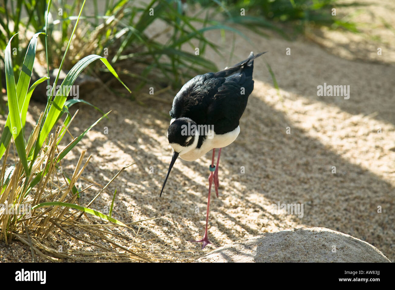 Black necked stilt Candelero americano bird Monterey Bay Aquarium ...