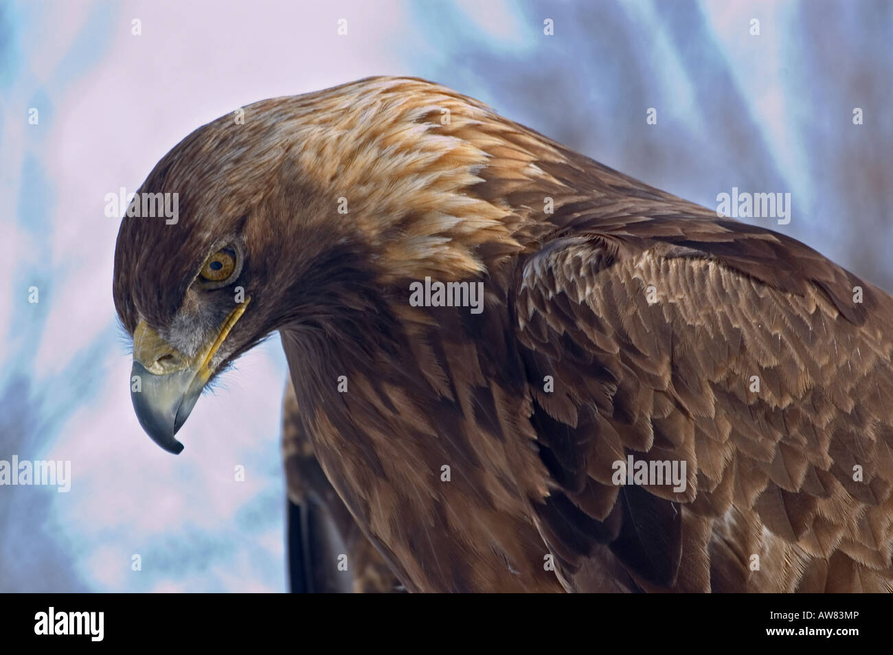 A Golden Eagle Close-up Stock Photo - Alamy