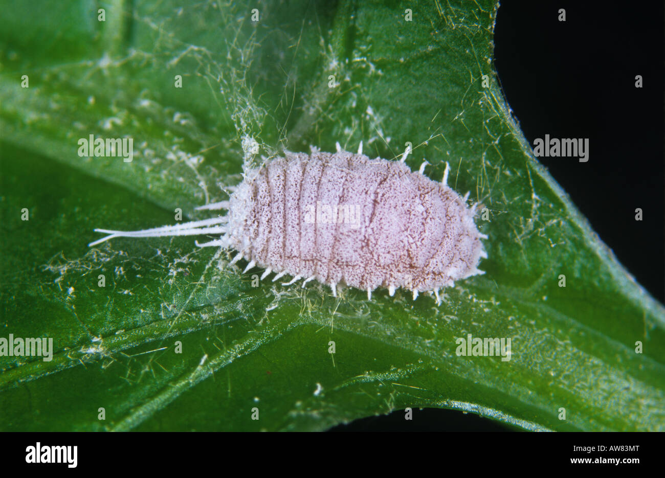 Pseudococcus affinis hi-res stock photography and images - Alamy