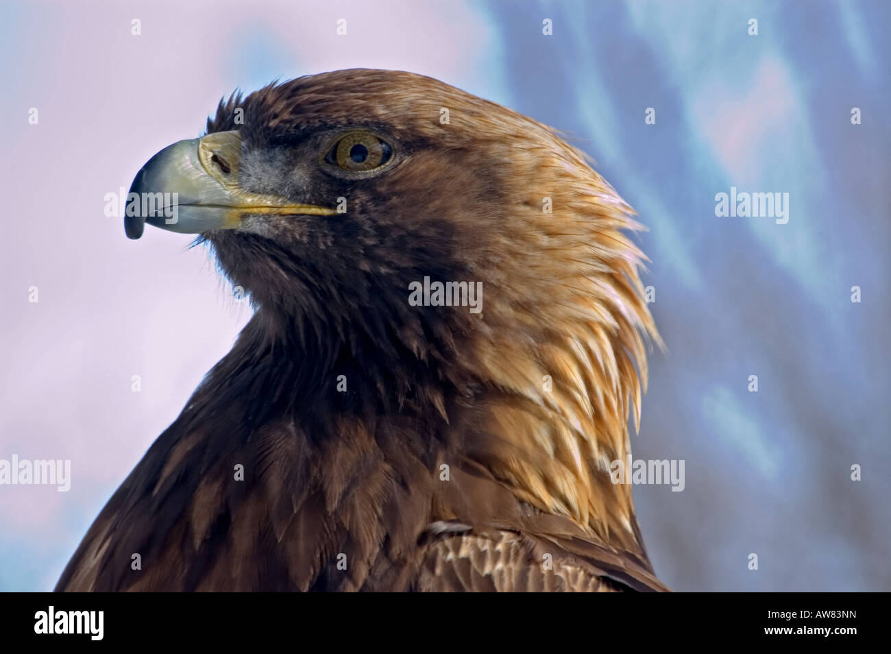 A Golden Eagle Close-up Stock Photo - Alamy