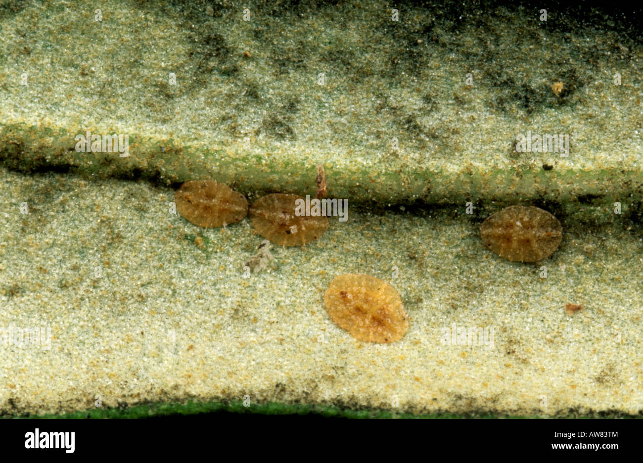 Black Scale Saissetia Oleae High Resolution Stock Photography and ...