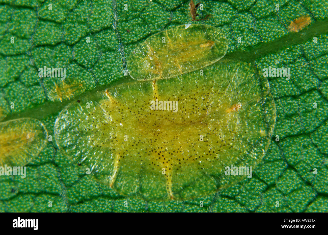 Soft brown scale insect Coccus hesperidum immature females on bay ...