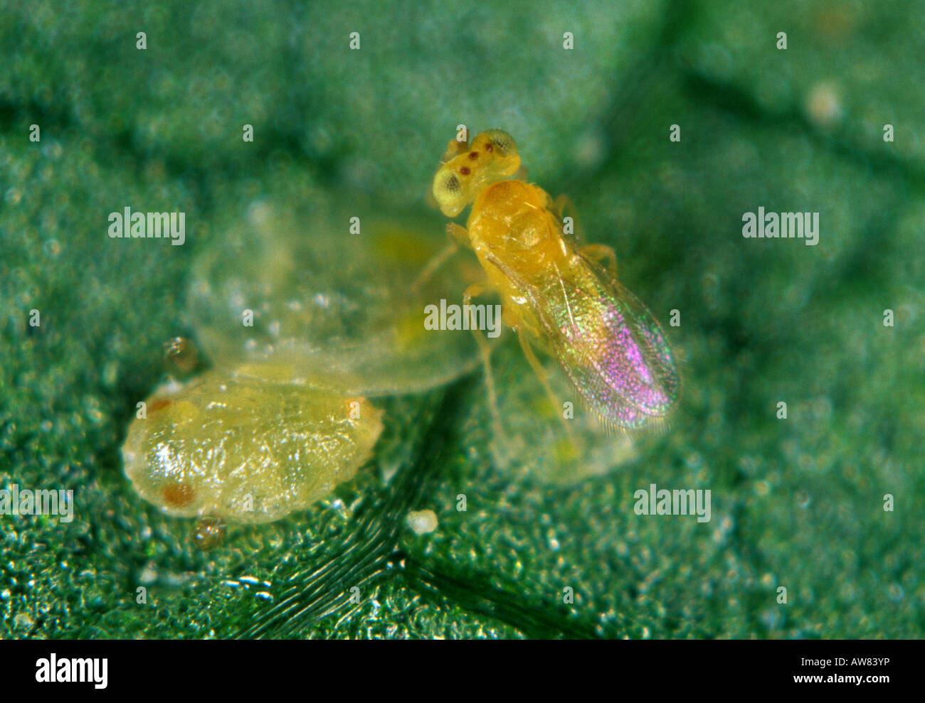 Parasitoid wasp Eretmocerus mundus with cotton whitefly scales and pupa ...