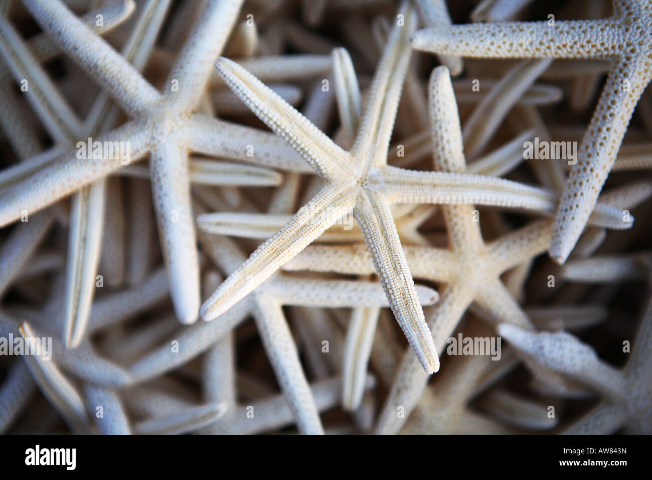 Collection of Starfish Stock Photo - Alamy
