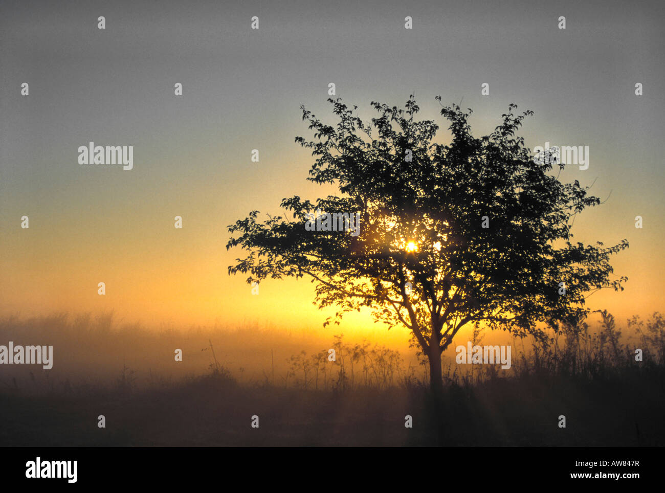Silhouette tree at sunrise hi-res stock photography and images - Alamy