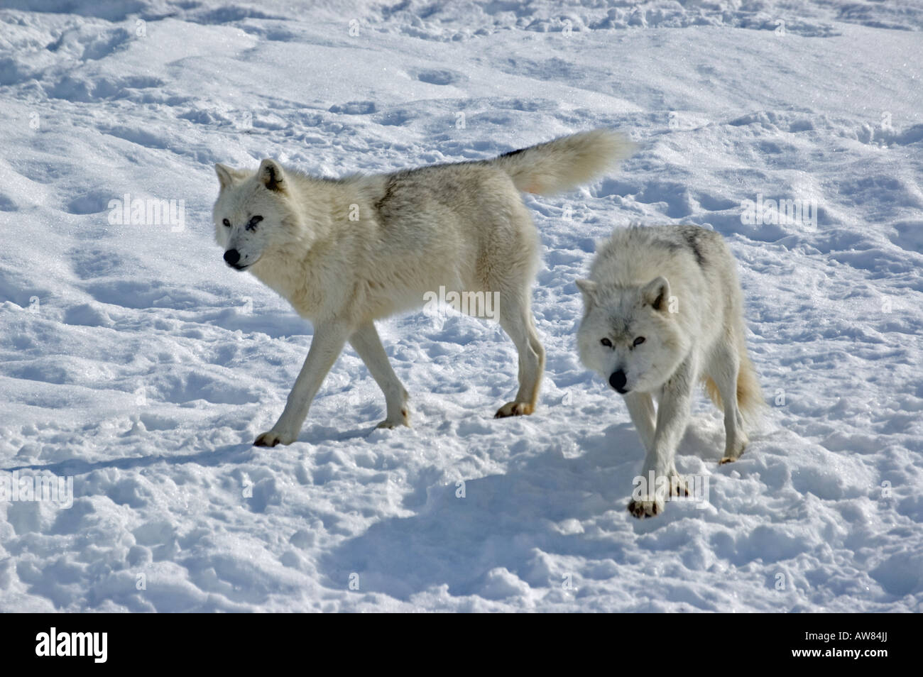 A Pair of Arctic Wolves Stock Photo - Alamy