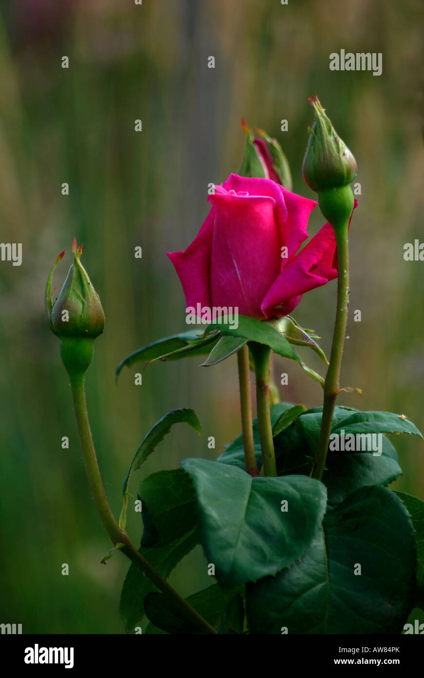 Rose In Bloom Stock Photo - Alamy
