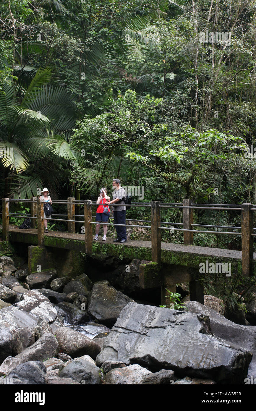 El Yunque rain forest puerto rico Stock Photo - Alamy