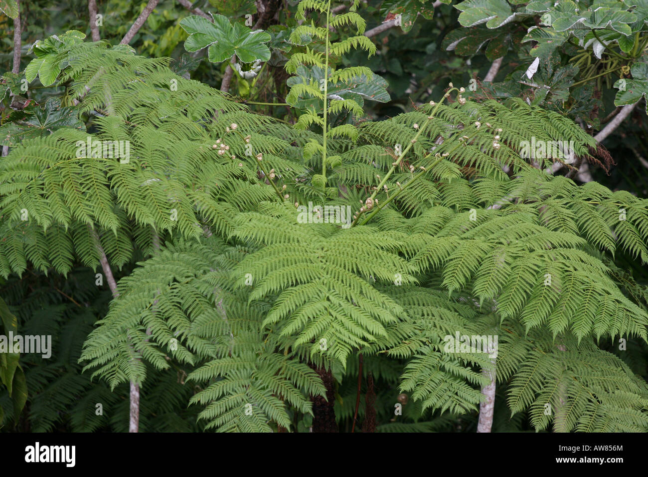 El Yunque rain forest puerto rico tree fern Stock Photo - Alamy